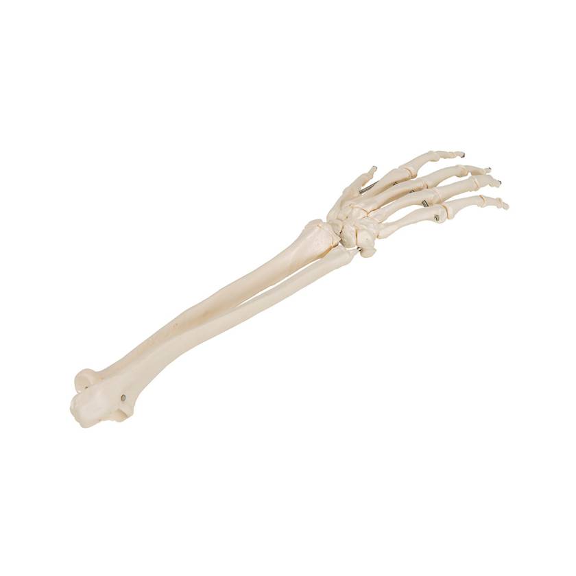 3B Scientific A41 Hand Skeleton Ulna Radius, Wire Mount