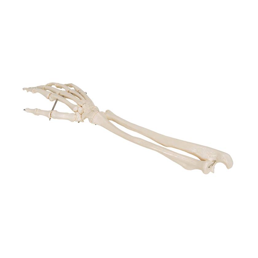 3B Scientific A41 Hand Skeleton Ulna Radius, Wire Mount