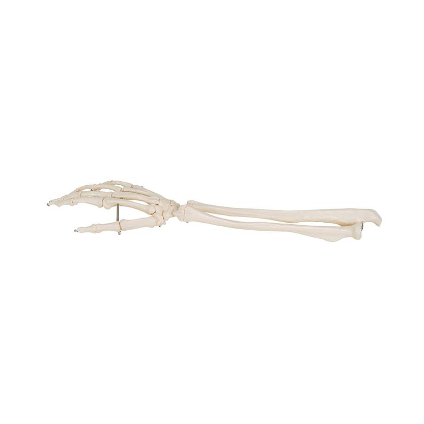 3B Scientific A41 Hand Skeleton Ulna Radius, Wire Mount