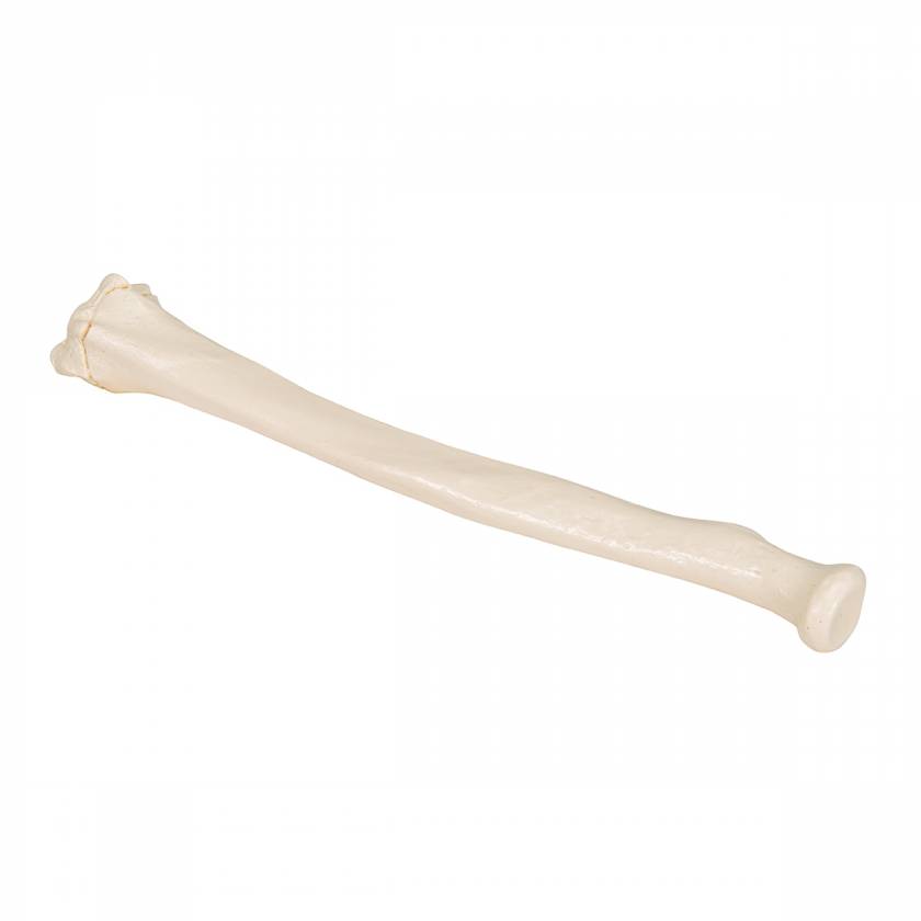 3B Scientific Arm Bone Models - 3B Smart Anatomy