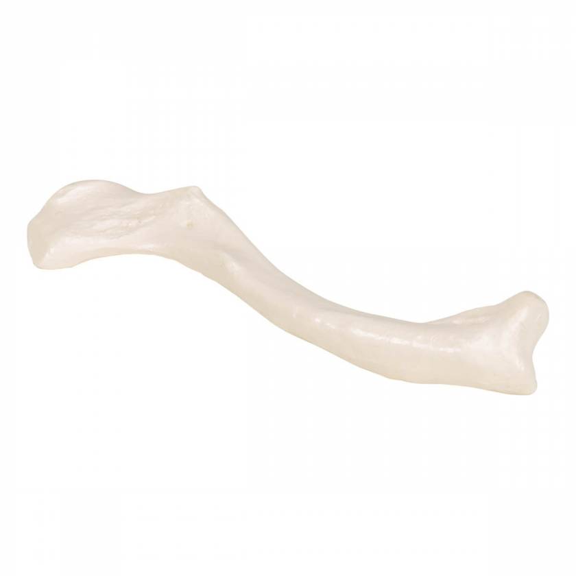 3B Scientific Arm Bone Models - 3B Smart Anatomy