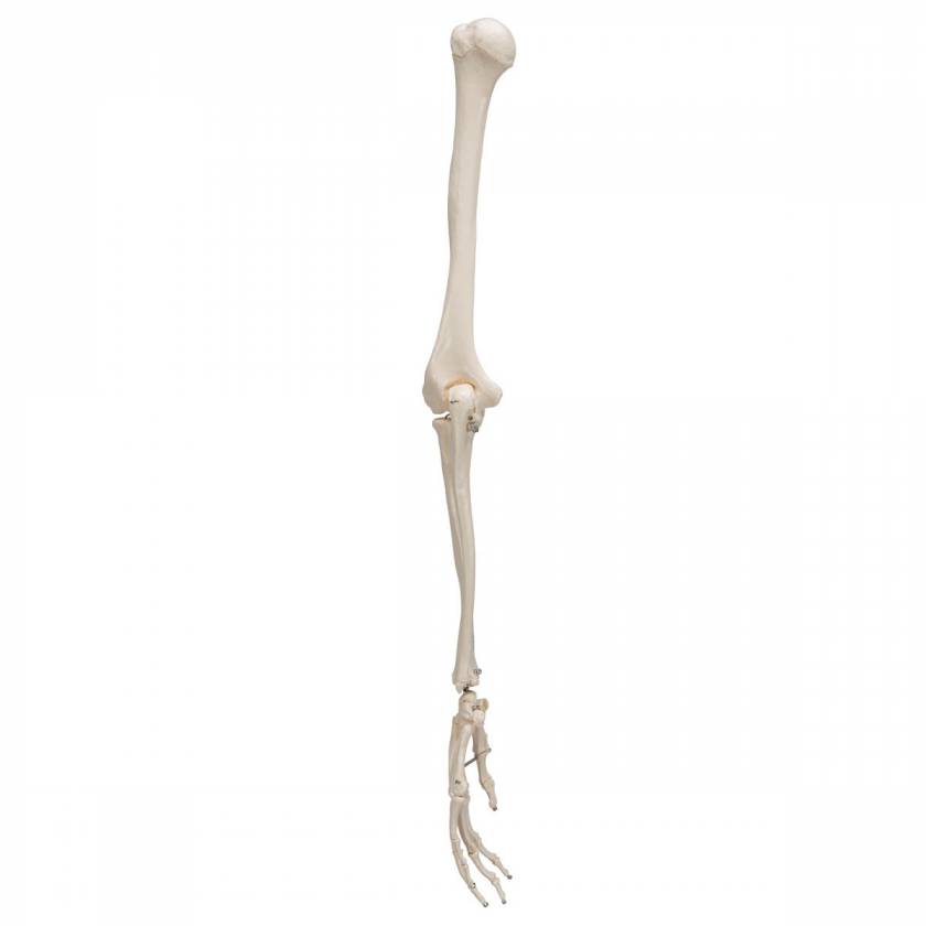 3B Scientific A45 Arm Skeleton Model Wire Mounted - 3B Smart Anatomy