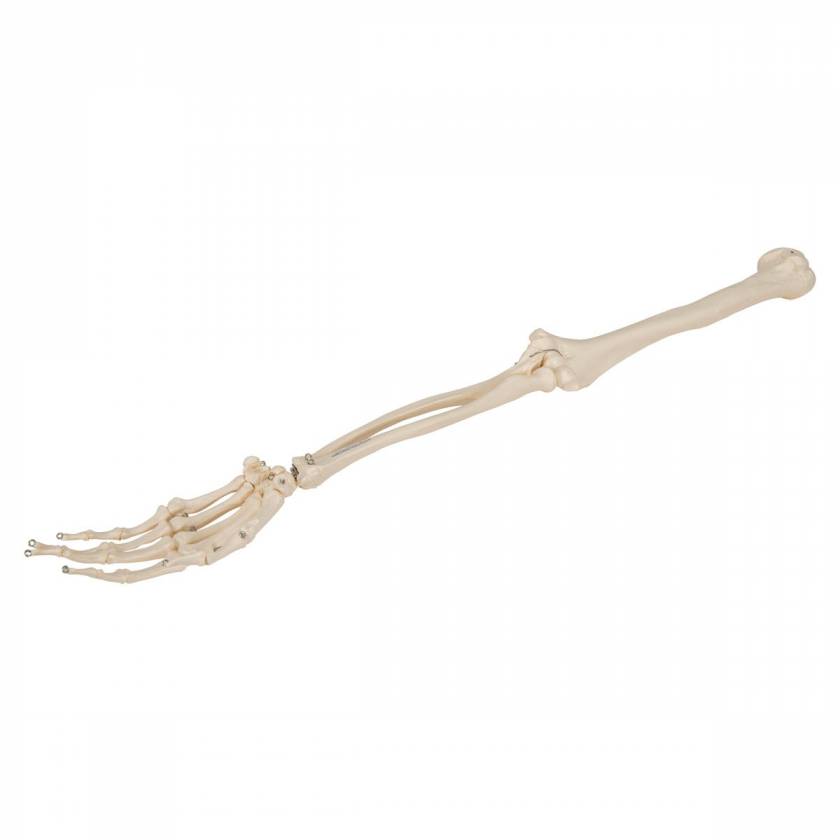 3B Scientific A45 Arm Skeleton Model Wire Mounted - 3B Smart Anatomy