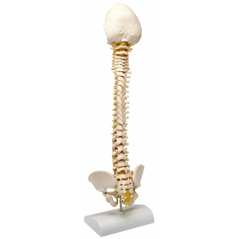 3B Scientific A52 BONElike Child's Vertebral Column Model 3B Smart Anatomy