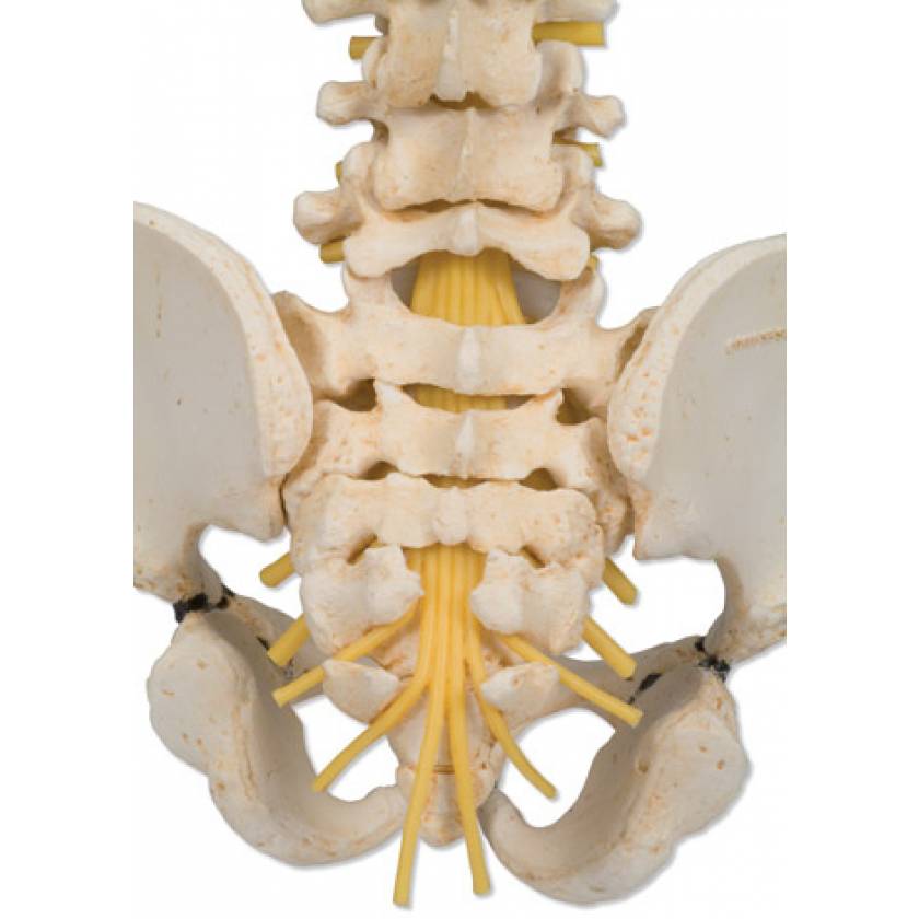 3B Scientific A52 BONElike Child's Vertebral Column Model 3B Smart Anatomy