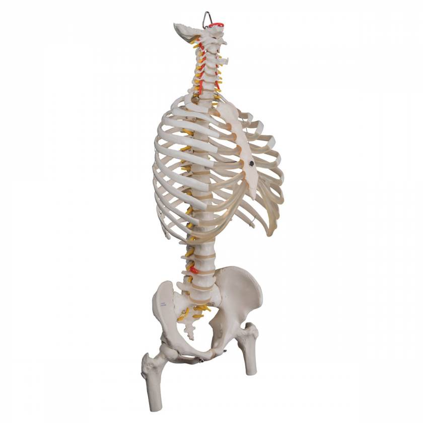 3B Scientific A56-2 Classic Flexible Spine with Ribs and Femur Heads