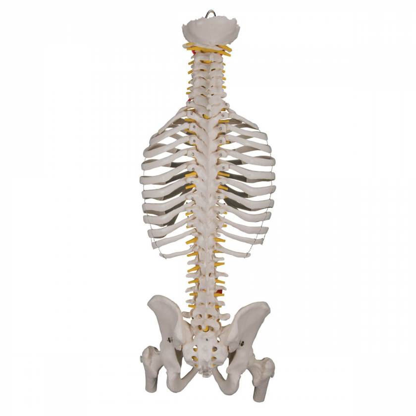 3B Scientific A56-2 Classic Flexible Spine with Ribs and Femur Heads