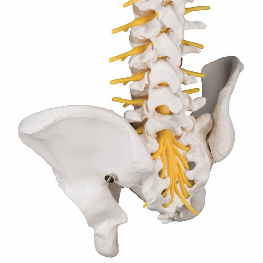 3B Scientific A58-5 Deluxe Flexible Spine with Brain Stem Opened Sacrum