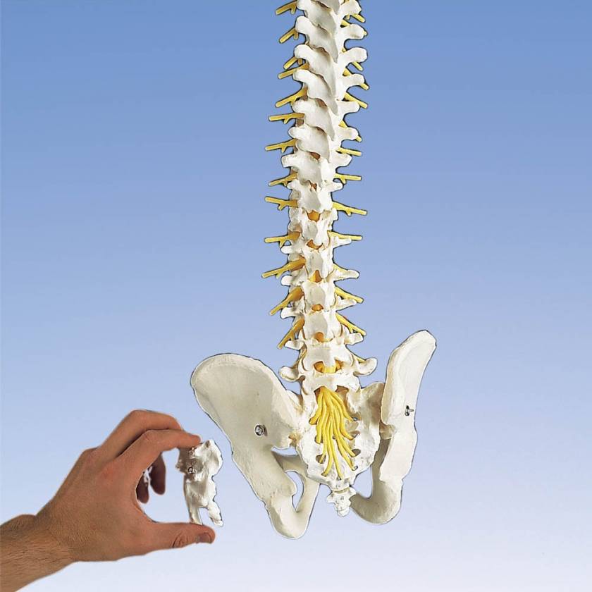 3B Scientific A58-5 Deluxe Flexible Spine with Brain Stem Opened Sacrum