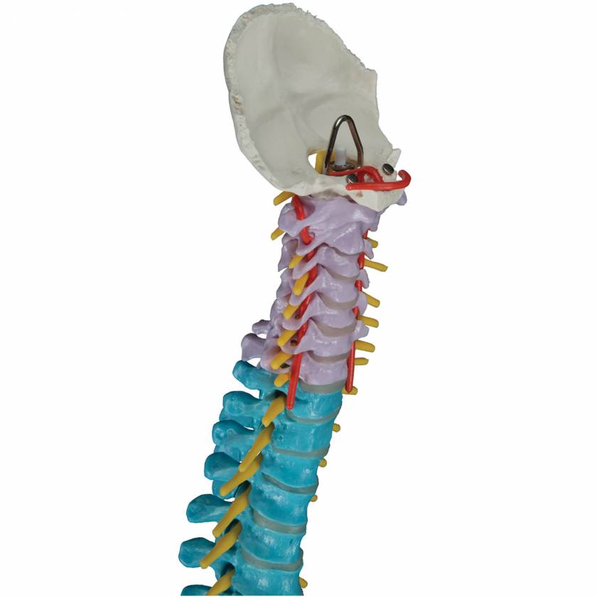 3B Smart Anatomy A58-8 Didactic Flexible Spine Model