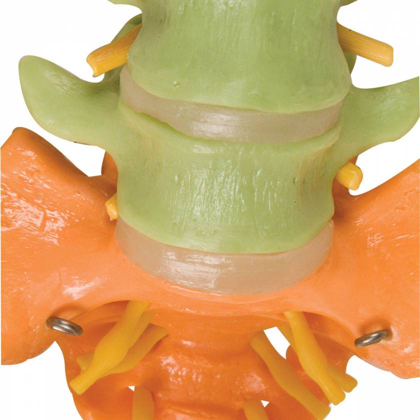 3B Scientific A58/9 Didactic Flexible Spine With Femur Heads 3B Smart ...