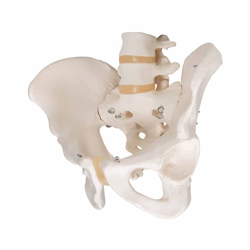 3B Smart Anatomy Male Pelvic Skeleton Model A60