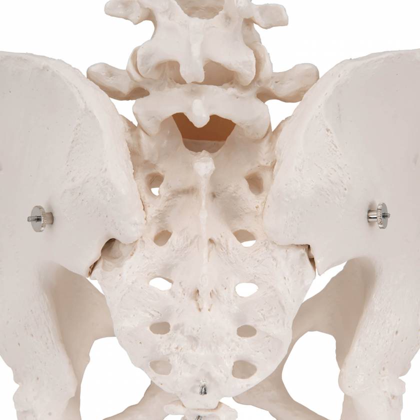 3B Smart Anatomy A61 Female Pelvic Skeleton Model