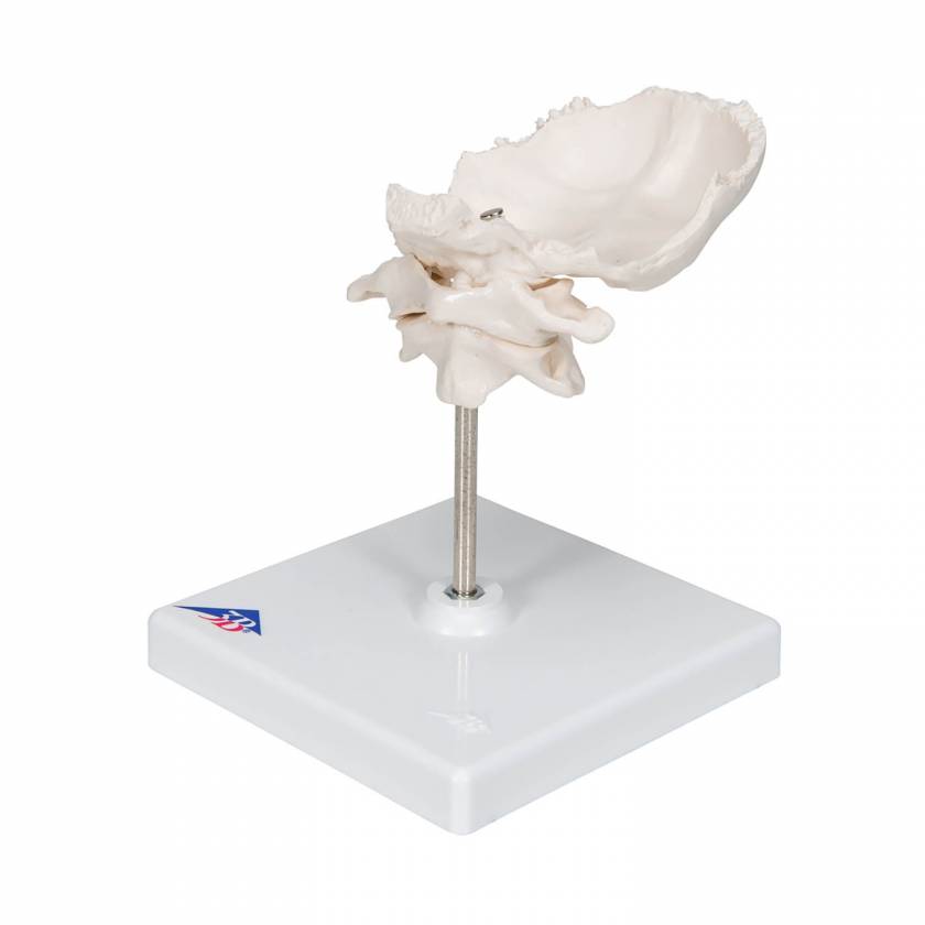 3B Smart Anatomy A71-5 Atlas and Axis Model with Occipital Plate on Stand