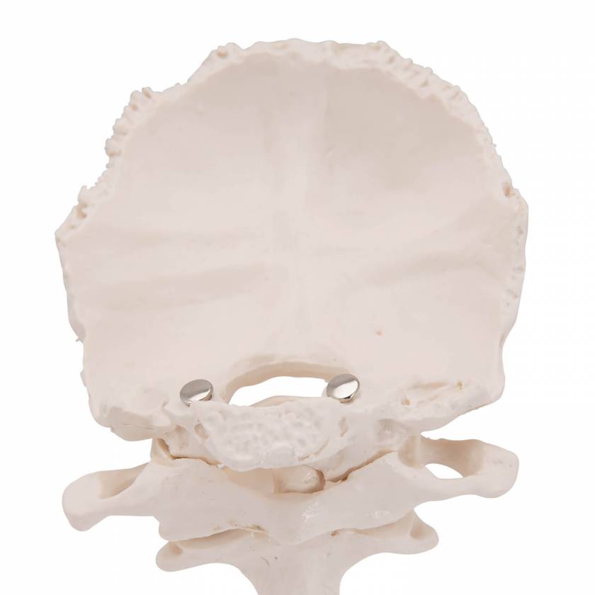 3B Smart Anatomy A71-5 Atlas and Axis Model with Occipital Plate on Stand