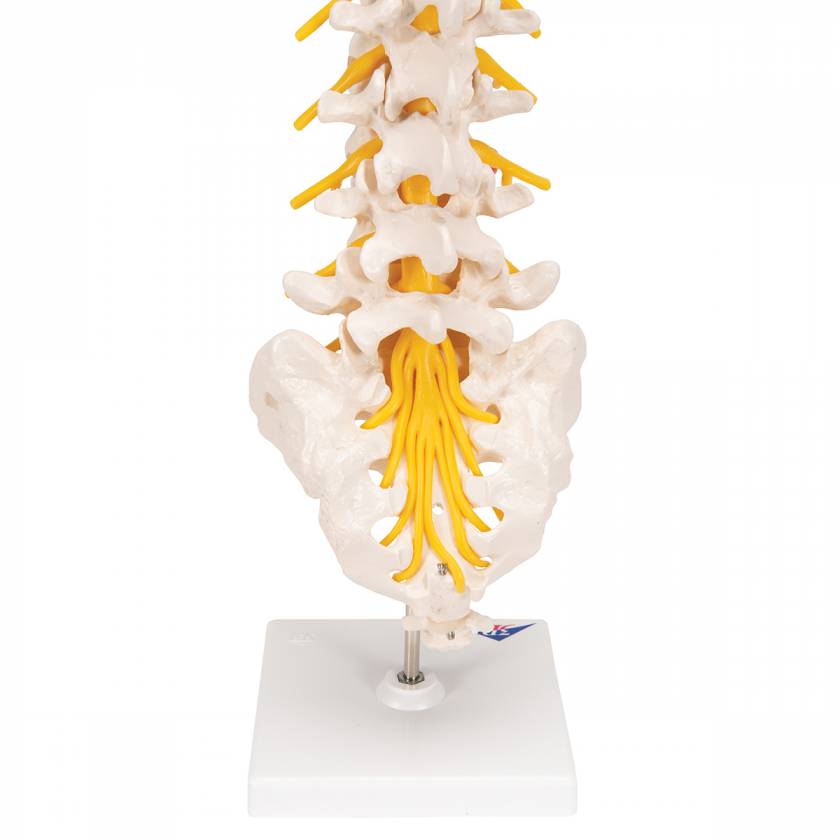 3B Smart Anatomy Human Lumbar Spinal Column Model with Dorso-Lateral ...