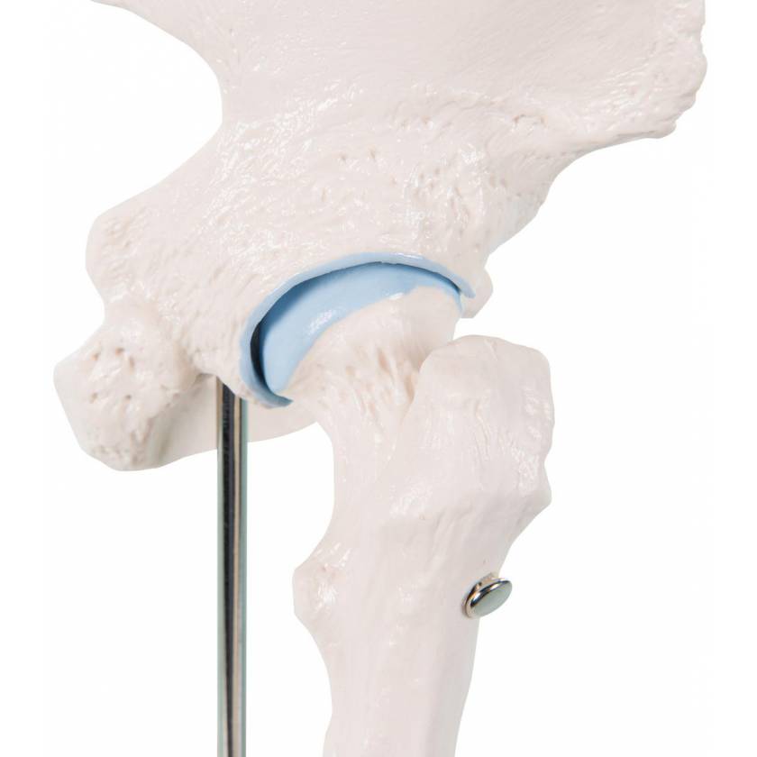 3B Scientific A84-1 Mini Hip Joint with Cross-Section Model