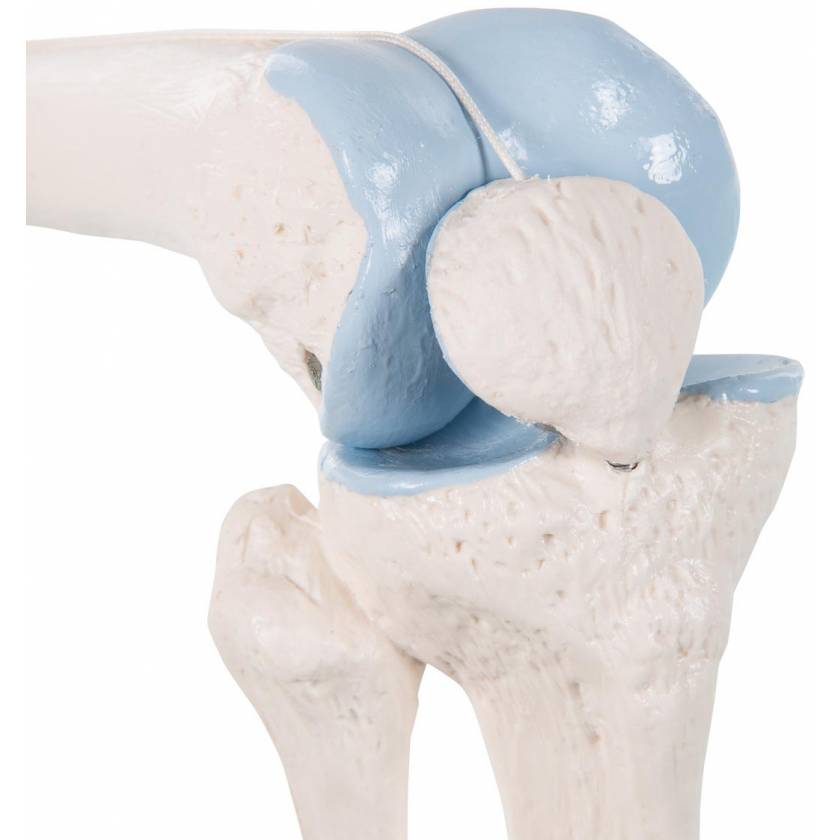 3B Scientific A85-1 Mini Knee Joint with Cross-Section Model
