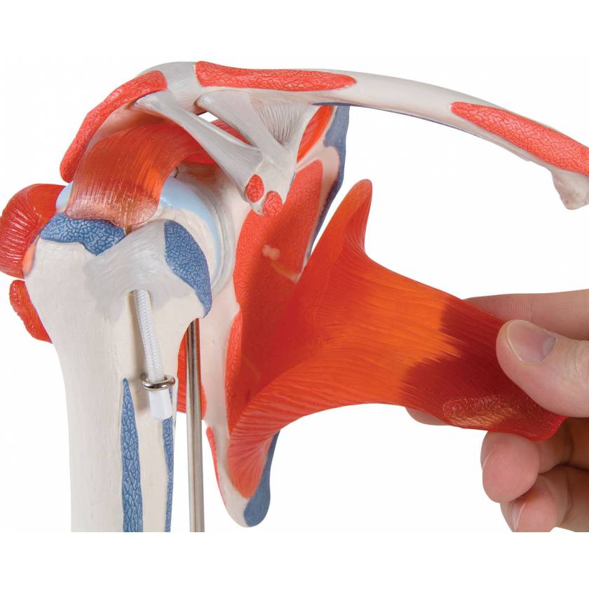 3B Scientific A880 Shoulder Joint With Rotator Cuff Model 5-Part