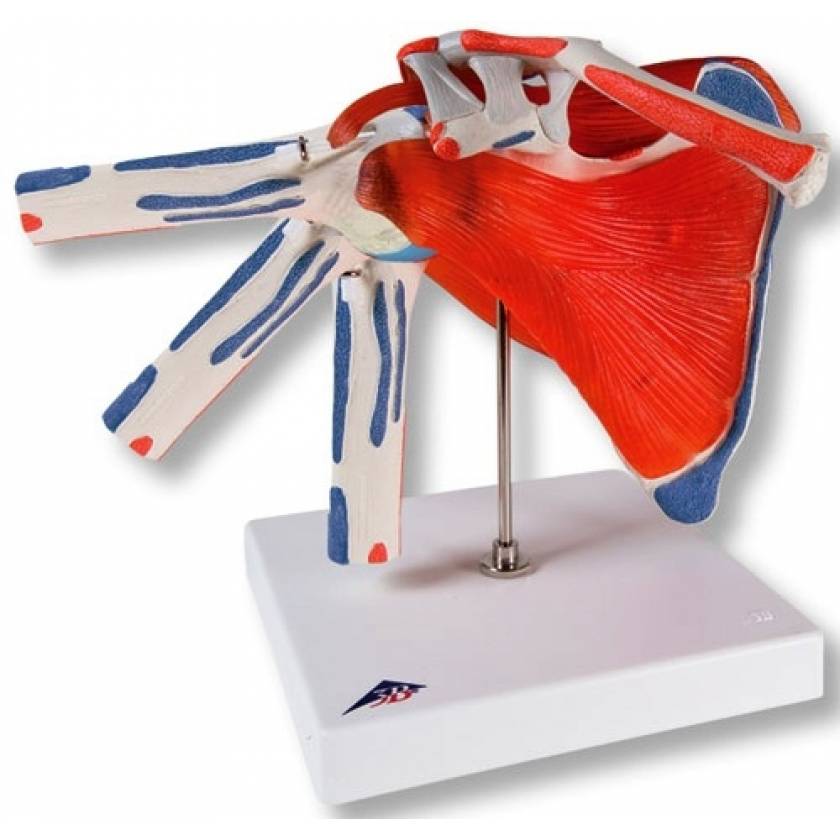 3B Scientific A880 Shoulder Joint With Rotator Cuff Model 5-Part