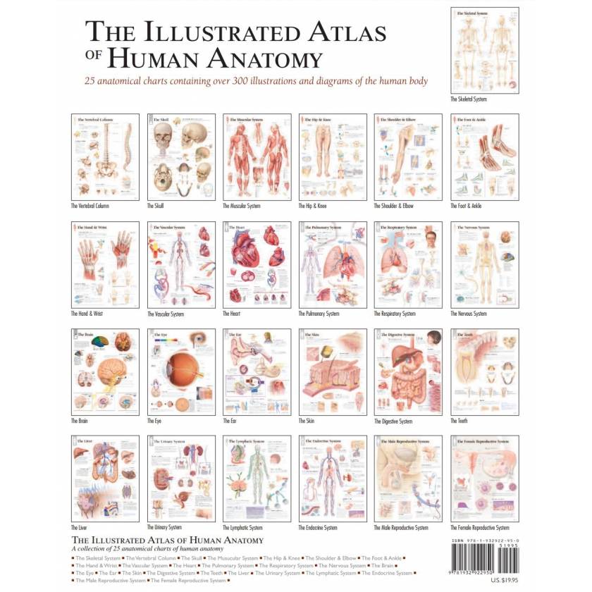 Scientific Publishing ANAT-25 The Illustrated Atlas of Human Anatomy
