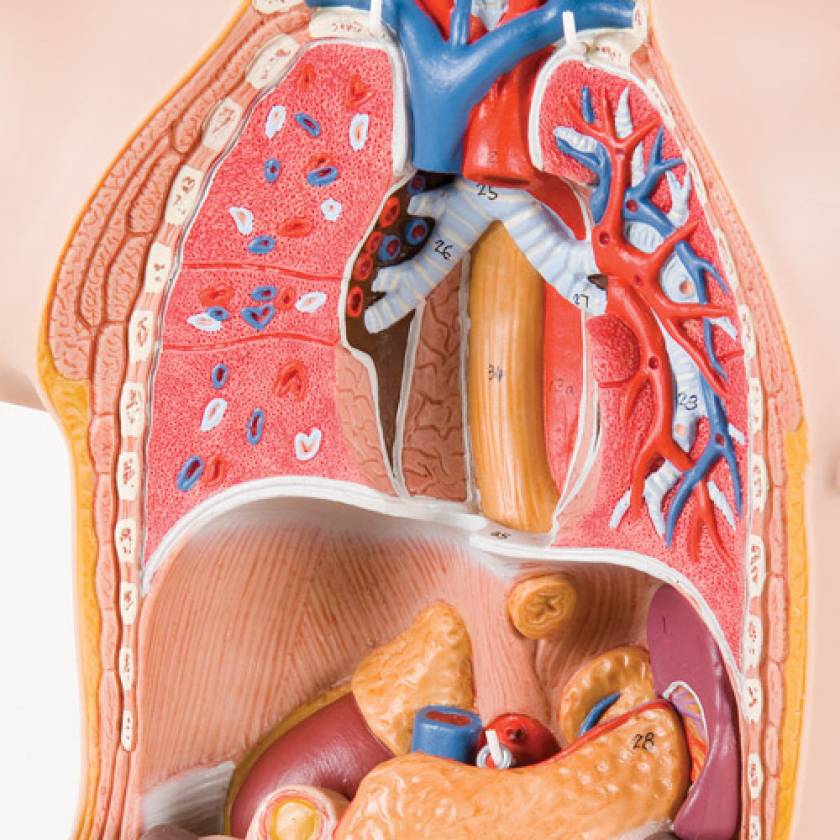 3b Scientific B22 Twelve Part Mini Torso Model