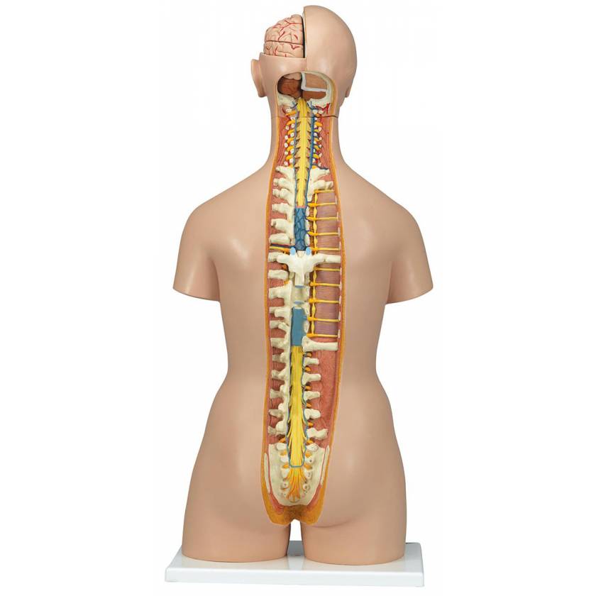 3b Scientific B35 Deluxe Dual Sex Torso With Opened Back 28 Part