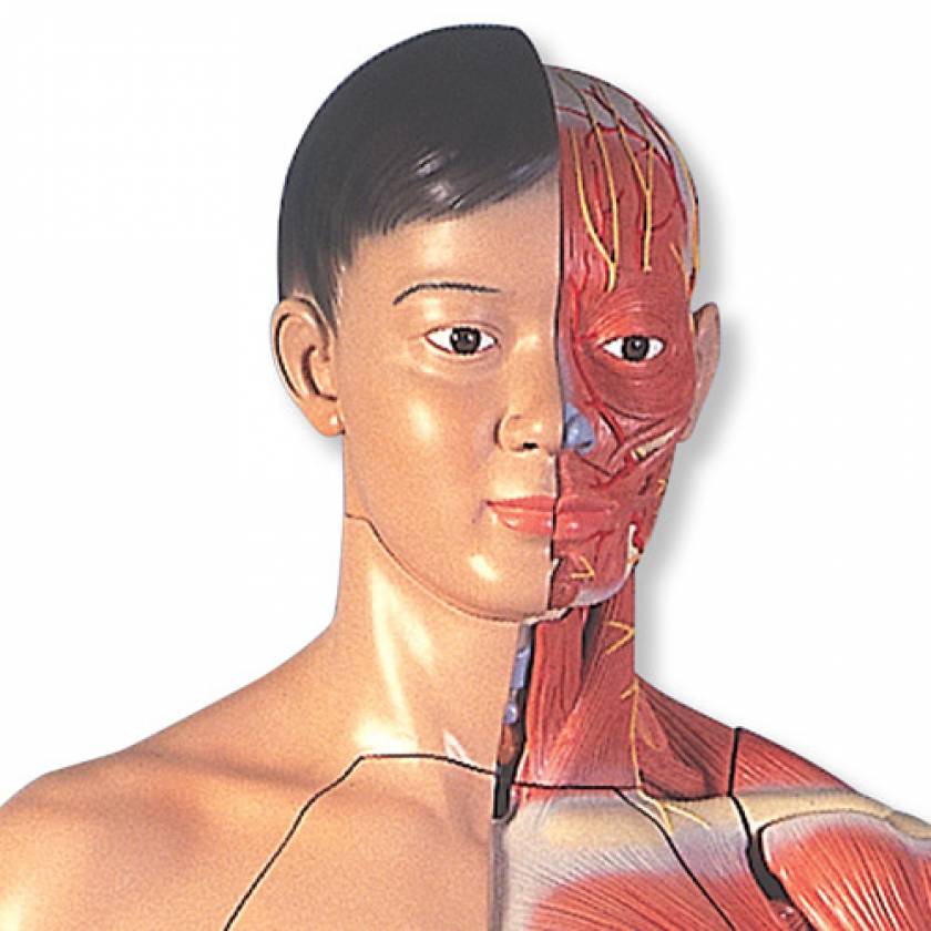 3b Scientific B52 Life Size Dual Sex Asian Muscular Figure 39 Part