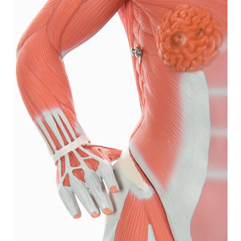 3B Scientific B59 1/4 Life-Size Muscle Figure 2-Part