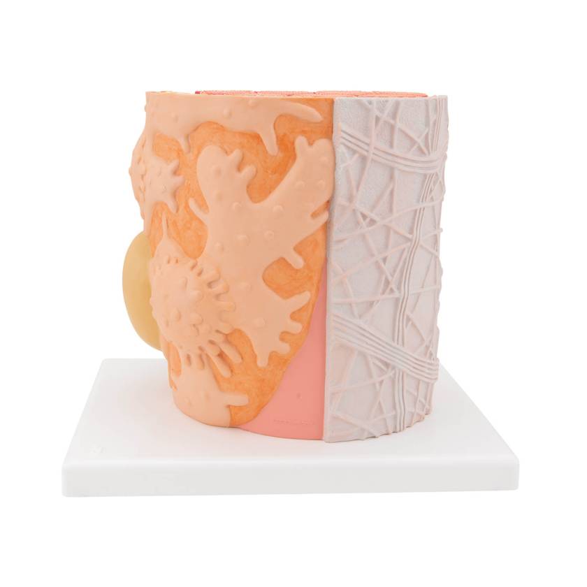 3B Scientific B60 MICROanatomy Muscle Cross Section Model