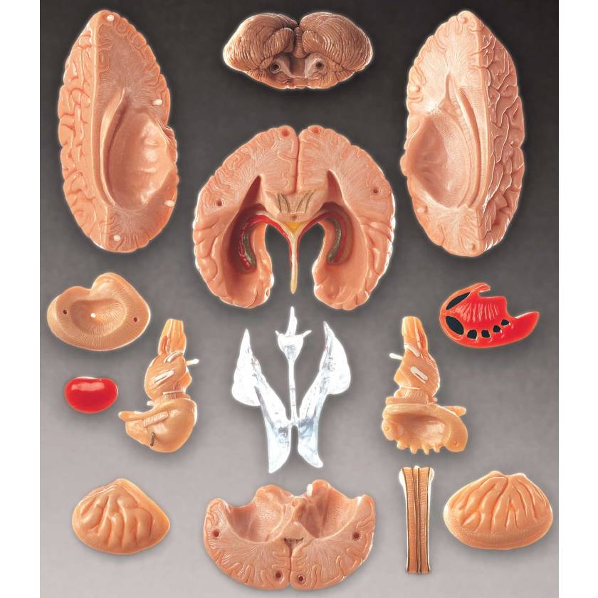 Brain Demonstration Model Anatomical Chart Company BS25
