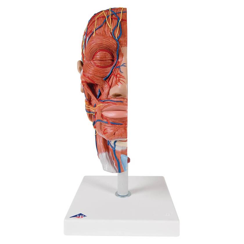3B Scientific C14 Human Half Head with Musculature