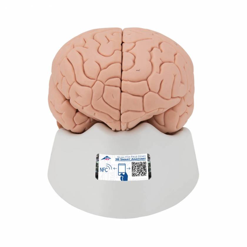 human anatomy study cube