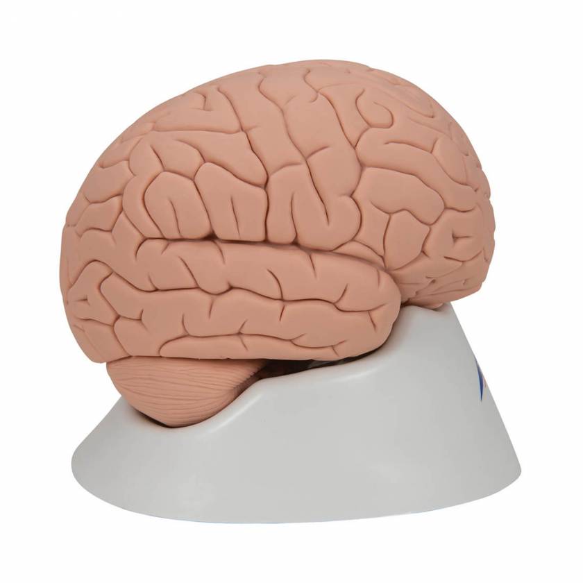 3B Scientific C15-1 Introductory Brain 2-Part Model