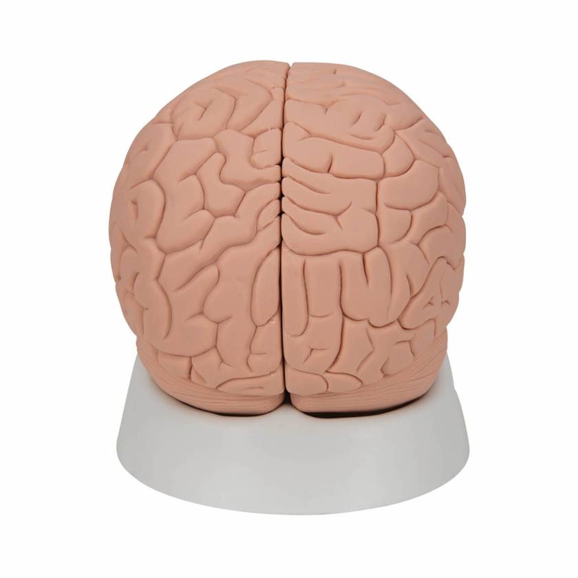 3B Scientific C15-1 Introductory Brain 2-Part Model