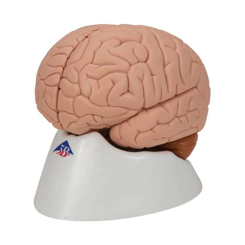 3B Scientific C15 Life-Size Brain Model 2-Part