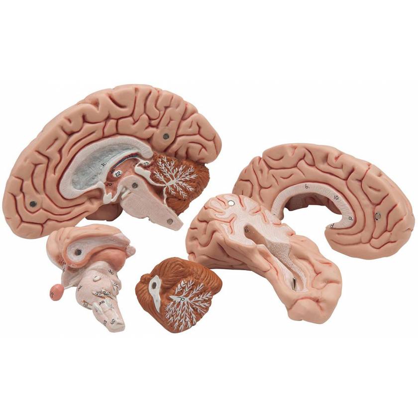 3B Scientific C18 Classic Brain Model 5-Part