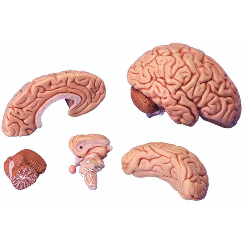 3B Scientific C18 Classic Brain Model 5-Part