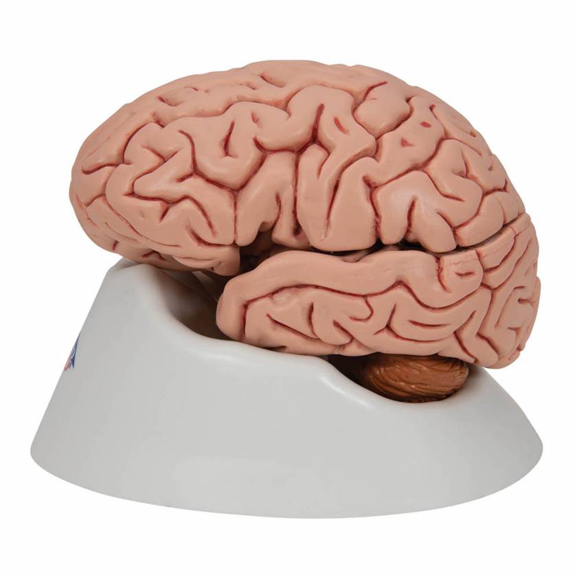 3B Scientific C18 Classic Human Brain Model 5-Part