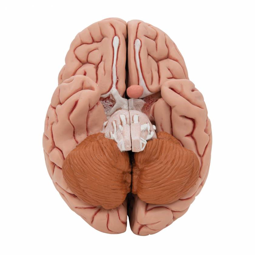 3B Scientific C18 Classic Human Brain Model 5-Part