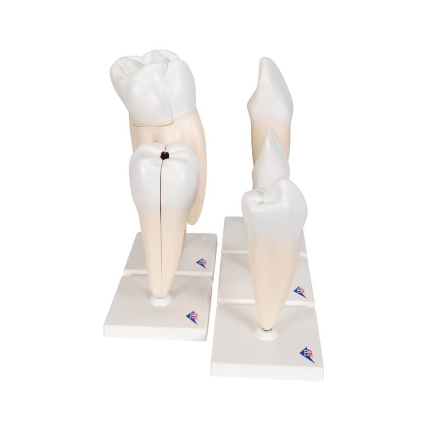 3B Scientific D10 Classic Tooth Models Series, 5 Models