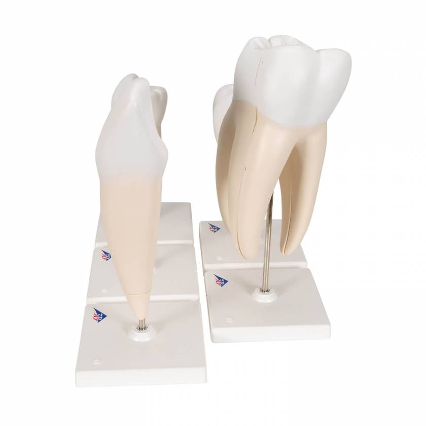 D10 3B Smart Anatomy Human Tooth Models Set "Classic Series" 5 Models