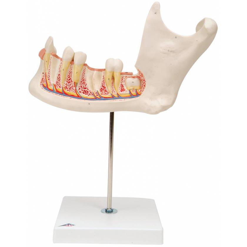 3B Scientific D25 Half Lower Jaw 6-Part 3x Full-Size Model