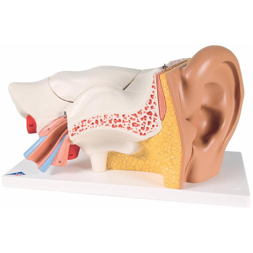 3B Scientific E11 Six-Part Giant Ear Model 3x Life-Size