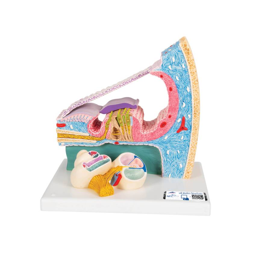 3B Scientific E14 Organ of Corti Model