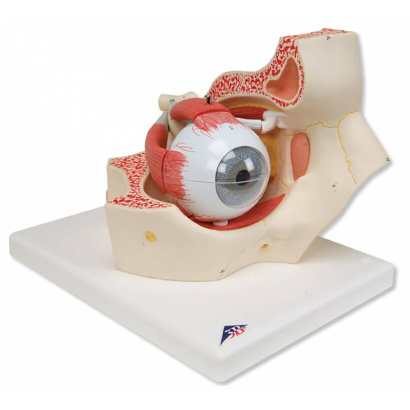 3B Scientific F13 Eye Model 7-Part Three Times Full-Size