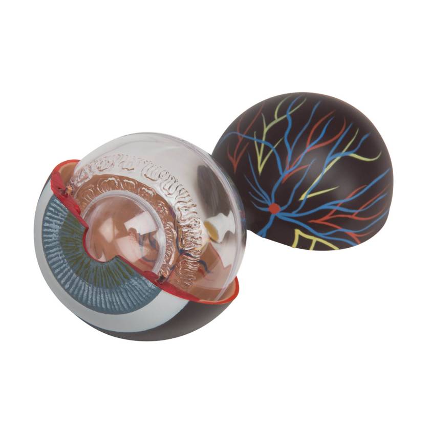 3B Scientific F15 Eye Model 6-Part Three Times Full-Size