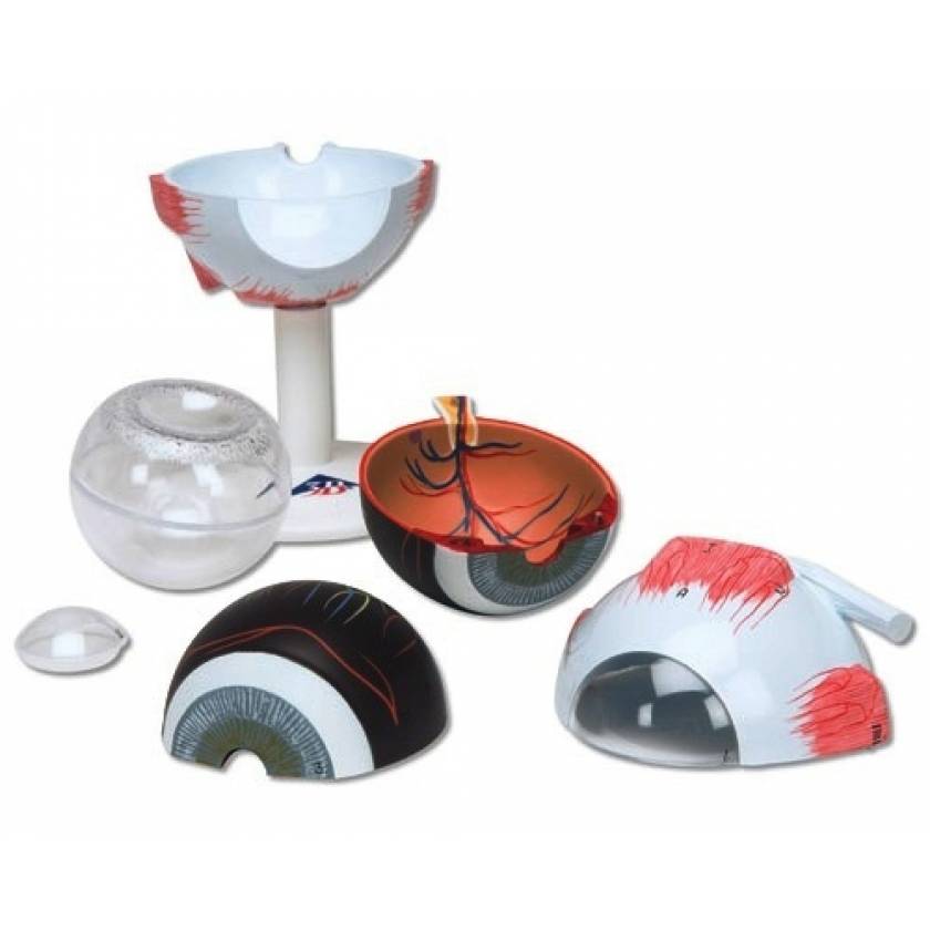 3B Scientific F15 Economy Eye Model 6-Part Three Times Full-Size