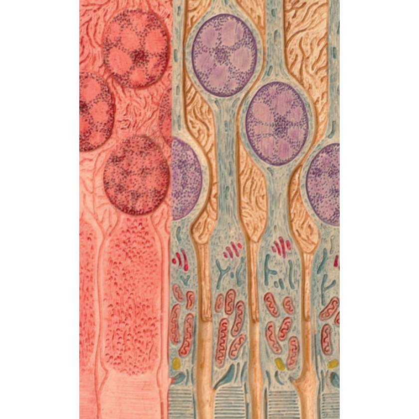 3B Scientific F16 MICROanatomy Eye Model