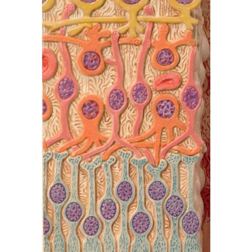 3B Scientific F16 MICROanatomy Eye Model